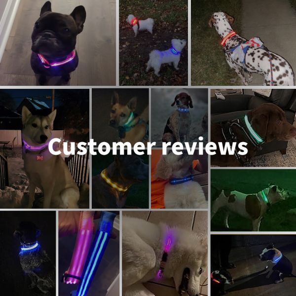 Quality LED Dog Collar Waterproof Adjustable USB Type-C Recharge Solid Pattern Flashing for sale