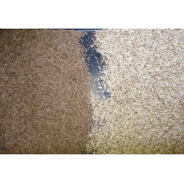 Quality Zero breakdowns Grain Color Sorter , Oats Grain Grading Machine for sale