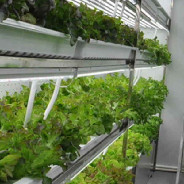 Quality Juxiang OEM Living Vegetable Hydroponic Culture System with 40ft Container for sale