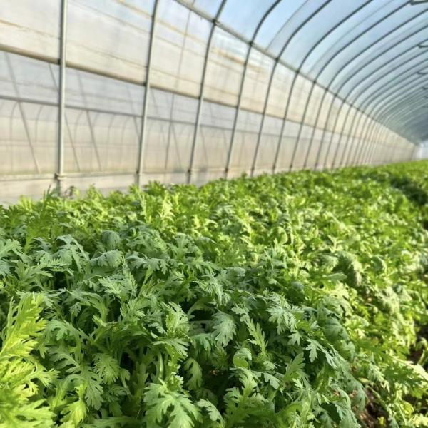 Quality Multi Span Commercial Greenhouse With Hydroponics System Custom for sale