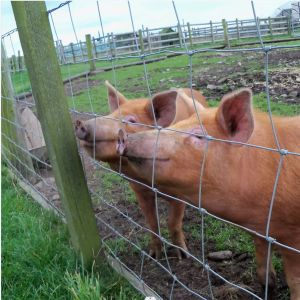 Quality Green Cattle Fence Mesh Grassland Horse Wire Netting for sale