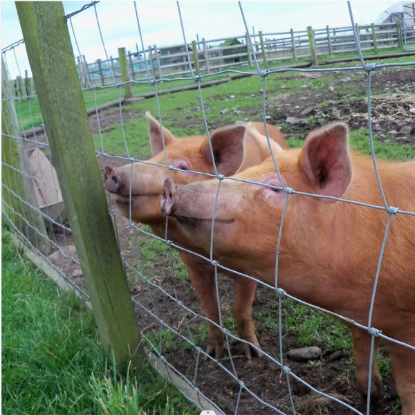 Quality Green Cattle Fence Mesh Grassland Horse Wire Netting for sale