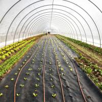 China Commercial Greenhouses Plastic Sheet Greenhouse Film For Plant Growing factory