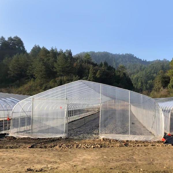 Quality High Hoop Tunnel Polyethylene Film Greenhouse For Agriculture for sale