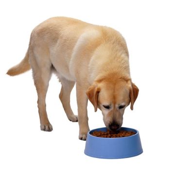 Quality CE Certification Pet Food Extruder Machine To Make dog cat pet Food With Low for sale