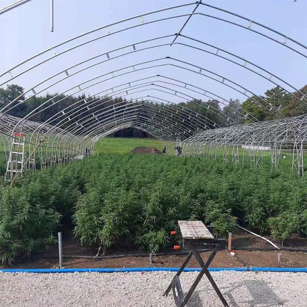 Quality Plastic Film Steel Frame Tunnel Greenhouse for Farm for sale