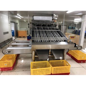 Quality 3P Multiscene Shrimp Grading Machine Automatic Multi Function for sale