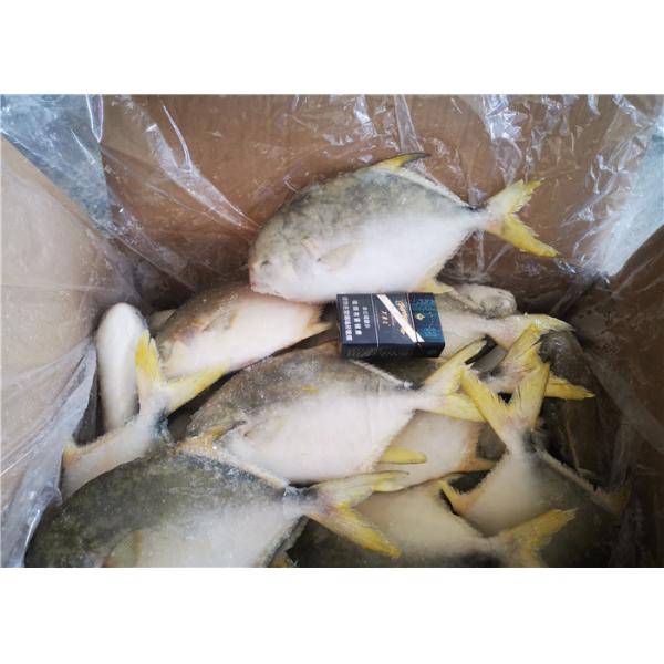 Quality 400G​ Frozen Pomfret Fish for sale