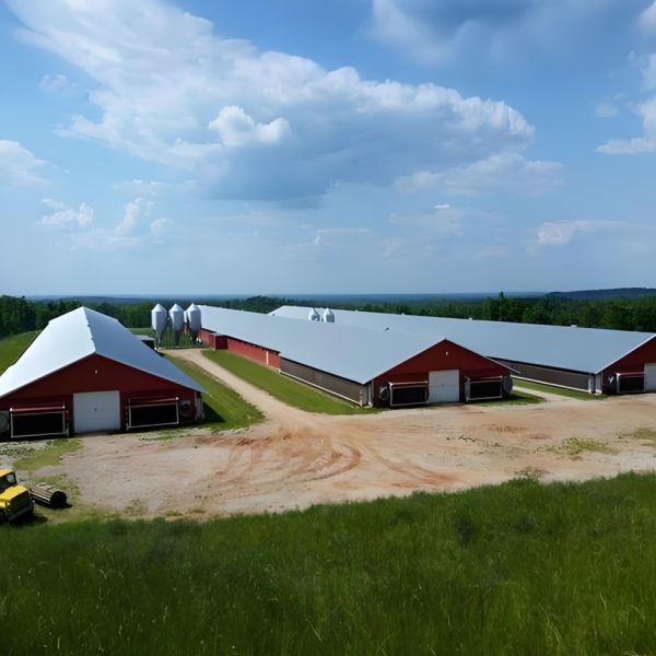 Quality Painted Galvanized Steel Structure Poultry House With Sandwich Panel Wall for sale