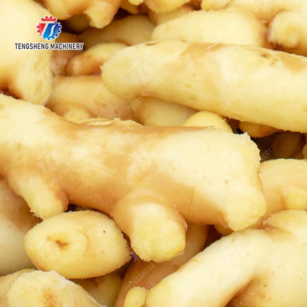 Quality Brush washing and hoisting production line Ginger Potato Carrot Taro Sweet for sale