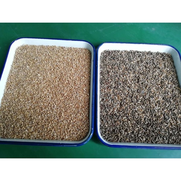 Quality Sesame Pepper Color Sorting Machine With Ce Certificate for sale