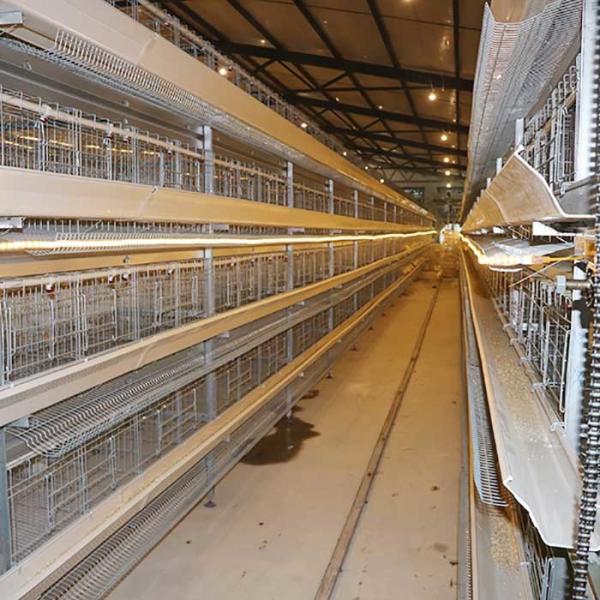 Quality Coop Rearing Poultry Farming Battery Cage System , A Type Layer Cages For for sale