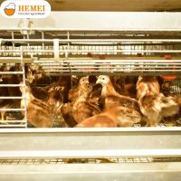 Quality Pullet Cage Equipment for sale
