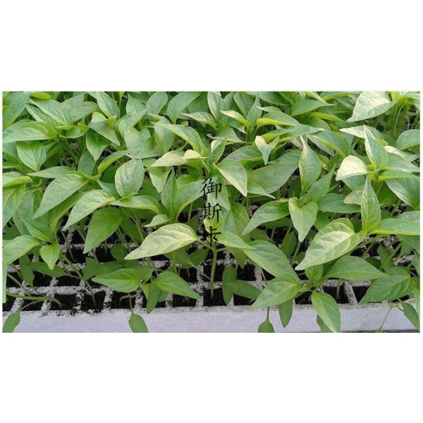 Quality 120 50 Wellseedling Tray Eps200 Well Seedling Nursery Tray In Electronics for sale