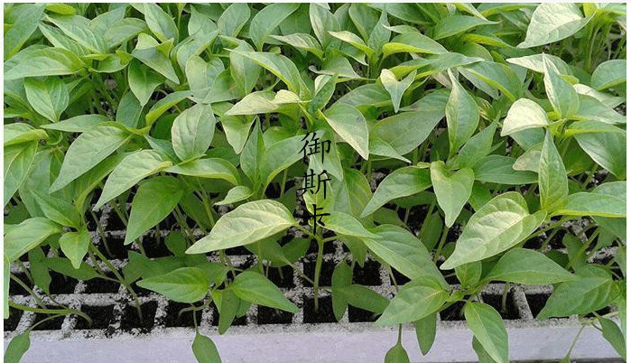 Close-up of seedling tray cells