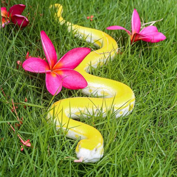 Quality Realistic Snakes Toy Python Action Model for Unisex Ages 8-13 Halloween Prank for sale