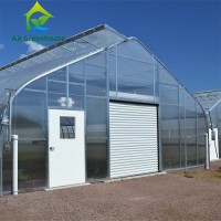 Quality Peach Type Roof Single Span Greenhouse for sale