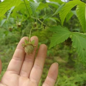 Quality Fu Pen Zi Chinese Herbal Medicine Palm Leaf Raspberry Fruit for Male Health for sale