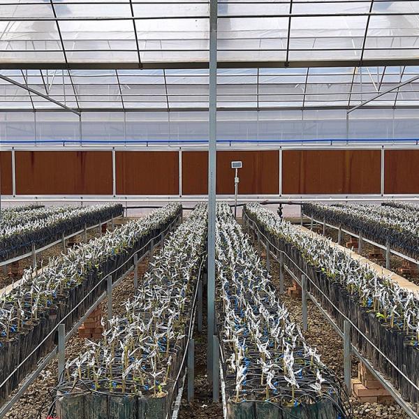 Quality Clear Plastic Grow Tunnel / Agriculture Farm Plastic Tunnel Greenhouse for sale