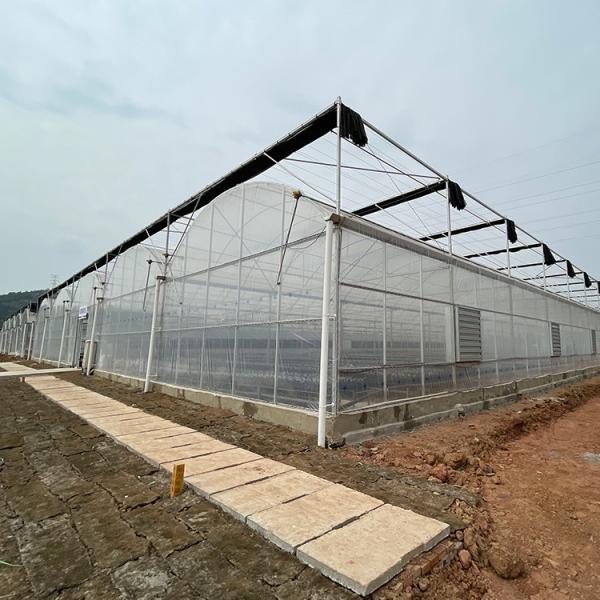 Quality Agricultural Polyethylene Foil Greenhouse Hot Galvanized Steel Structure Multi for sale