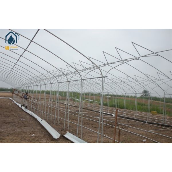 Quality Customizable Tunnel Multi Span Greenhouse 5m - 12m Width With Drip Irrigation for sale