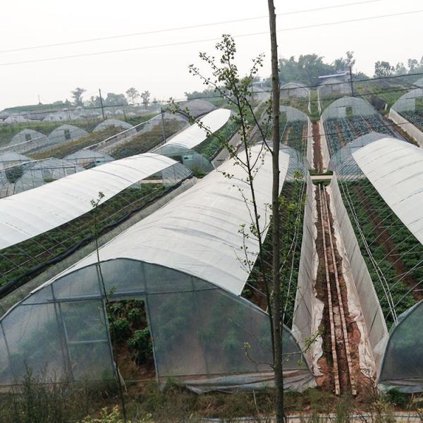 Quality Hydroponic Growing System Single-Span Tunnel Plastic Film Greenhouse Agricultura for sale