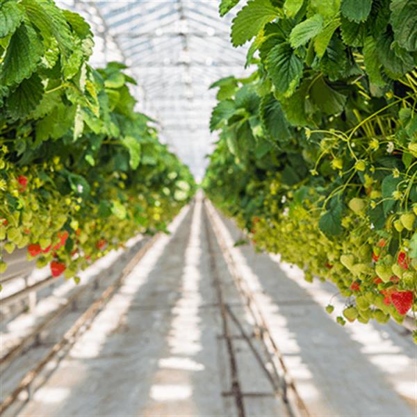 Quality Galvanized Steel Frame Greenhouse Grown Strawberries Simple Structure for sale