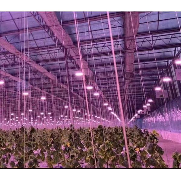 Quality Commercial Greenhouse JX-h0075 Hydroponic Growing System for Vegetable for sale
