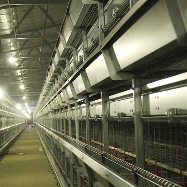 Quality Galvanized Steel A Cage For Poultry , Automatic Ladder Layer Chicken Cage for sale