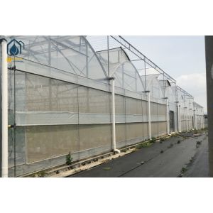 Quality Large Complete Waterproof Multi Span Greenhouse For Tomato Plant Growing for sale