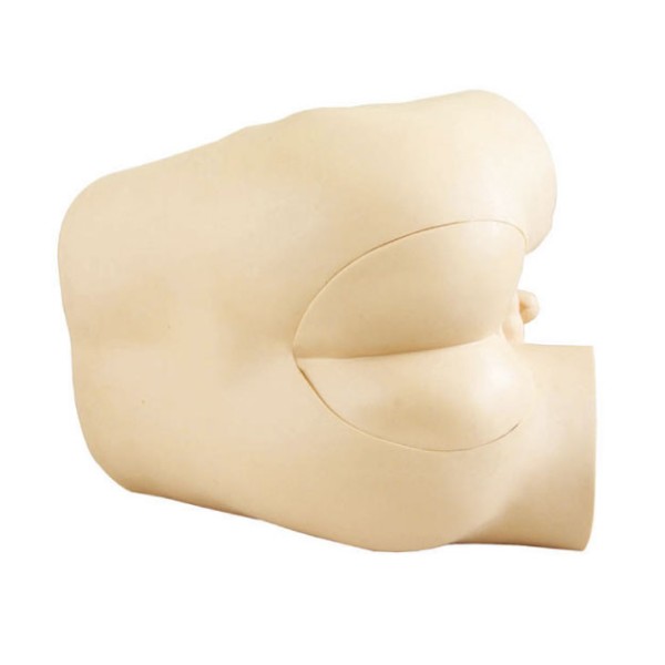 Quality Prostate , rectum palpation Clinical simulation / ture feeling Rectal  Simulator for sale