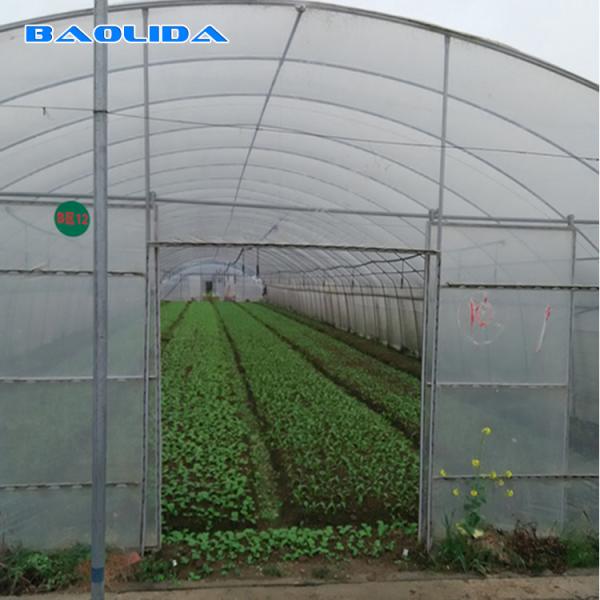 Quality Large Tunnel Ground Polyethylene Film Greenhouse Customized For Tomato for sale