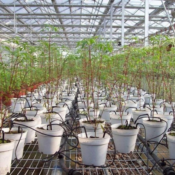 Quality Pot Irrigation Farming Drop Arrows with Durable Engineering Plastic Materials for sale