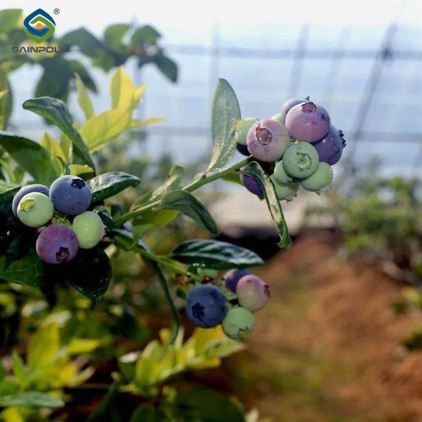 Quality 4 Seasons Agricutural Type Blueberry Greenhouse For Planting Single Layer for sale