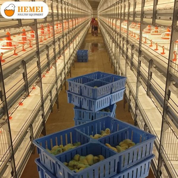 Quality Multi Tier Automatic Harvesting Broiler Cage for sale