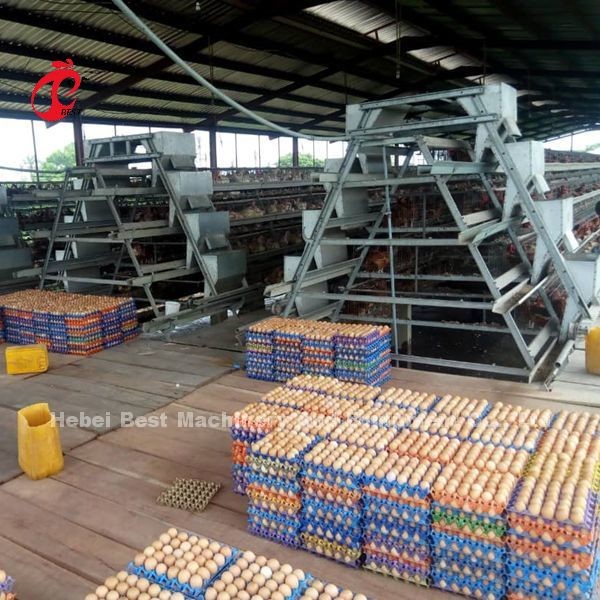 Quality A H Type Full Automatic Poultry Farming Battery Cage System Star for sale