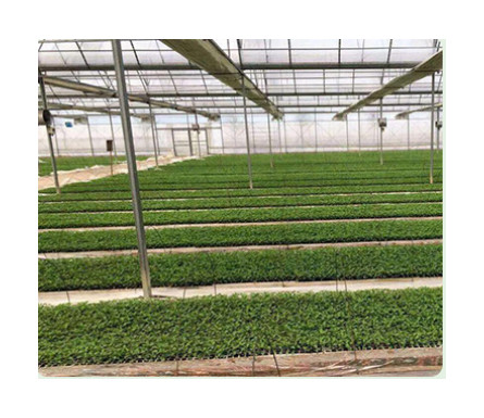 Quality 120 50 Wellseedling Tray Eps200 Well Seedling Nursery Tray In Electronics for sale