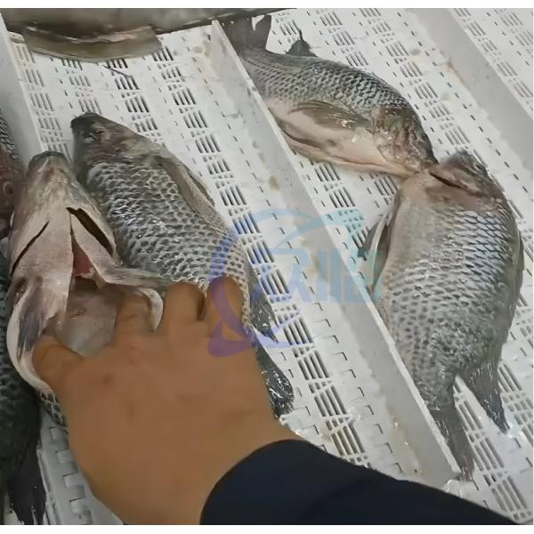 Quality Durable 1.5KW Fish Gutting Machine Multifunctional With Sharp Blade for sale