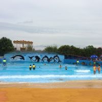 Quality Swim Wave Pool for sale