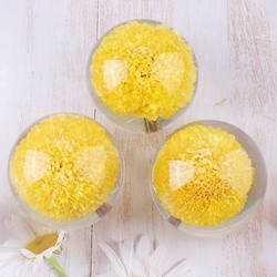 Quality Custom clear epoxy real flower specimen acrylic dandelion paper weight for sale