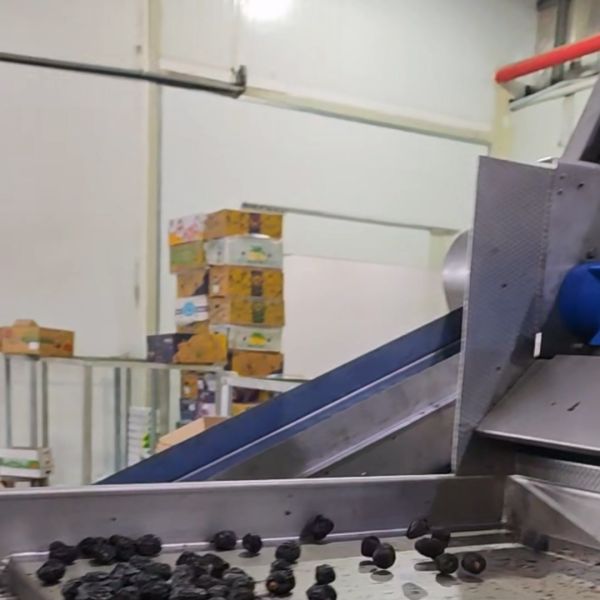 Quality Smart Dates Sorting Machine With Deep-learning Technology, 8 lanes+10 outlets, for sale