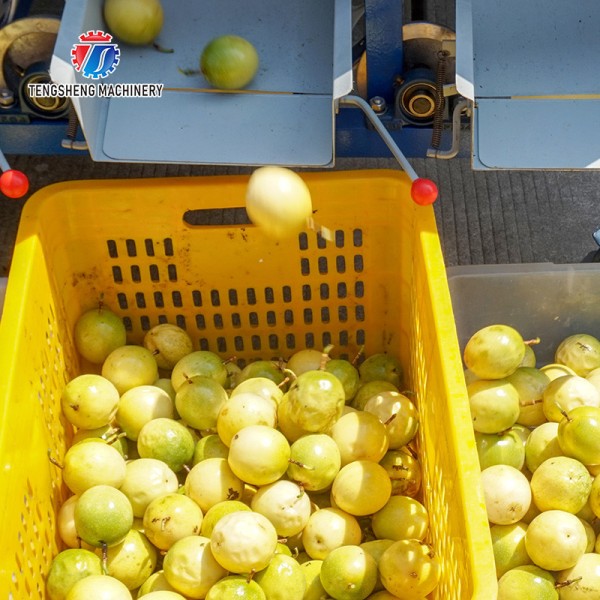 Quality Automatic Citrus Apple Grading Machine Potato Sorting Equipment Food Processor for sale