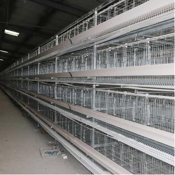 Quality Coop Rearing Poultry Farming Battery Cage System , A Type Layer Cages For for sale