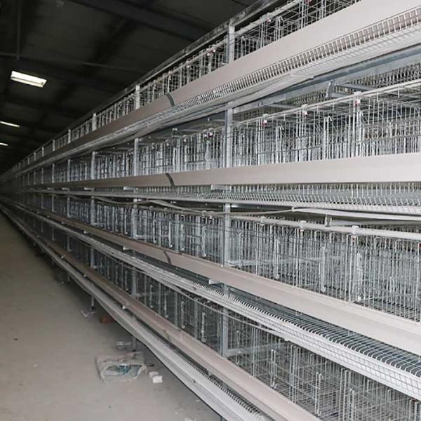 Quality Coop Rearing Poultry Farming Battery Cage System , A Type Layer Cages For for sale