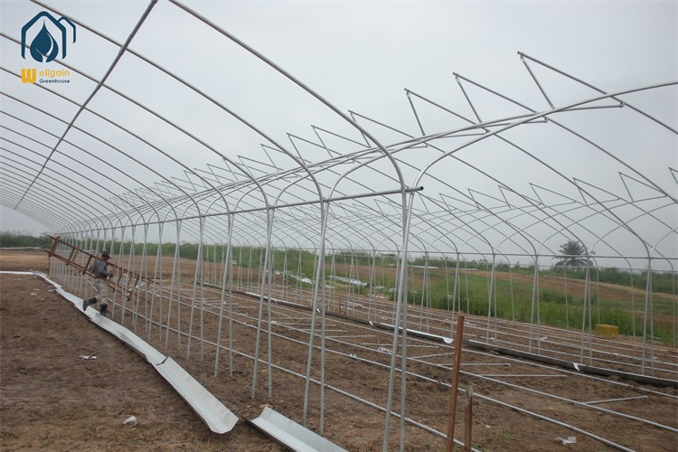 Tunnel multi span Greenhouse 2.jpg