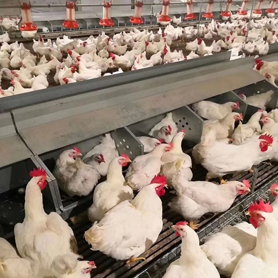Quality Broiler Automatic Feeder Chain Feeding System Poultry for sale
