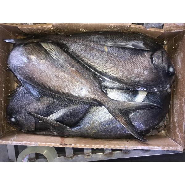 Quality Fresh 500G-1000G Frozen Black Pomfret Fish For Restaurant for sale