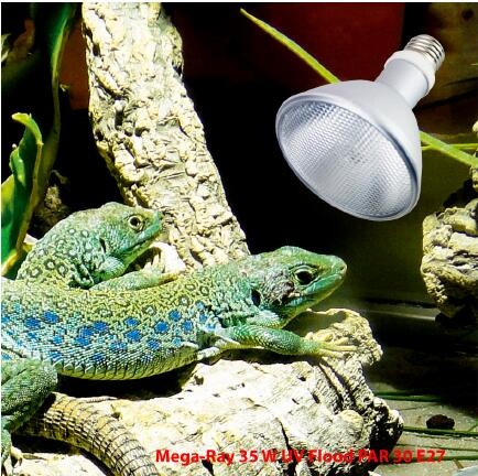Quality FTL Full Spectrum Reptile HID Lamp 35W 6500k UVB Bulb 6000K Daylight Alert CE for sale