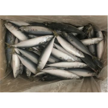 Quality Pacific IQF Fish 80g Whole Round Bulk Fresh Frozen Mackerel for sale