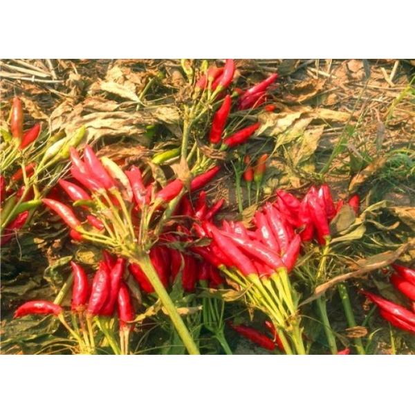 Quality GMP Dried Birds Eye Chilli Peppers Chinese With Seeds 15000SHU for sale